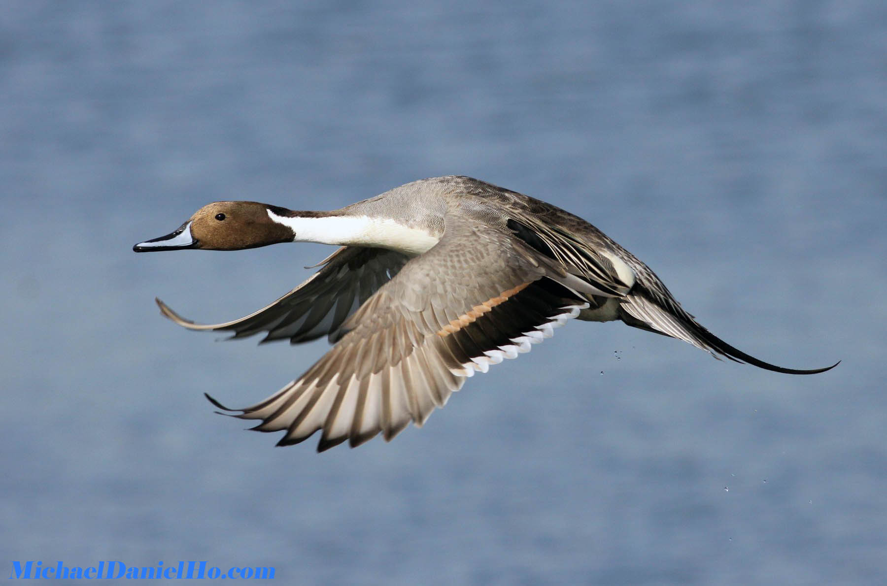 Black patch on Northern Pintail